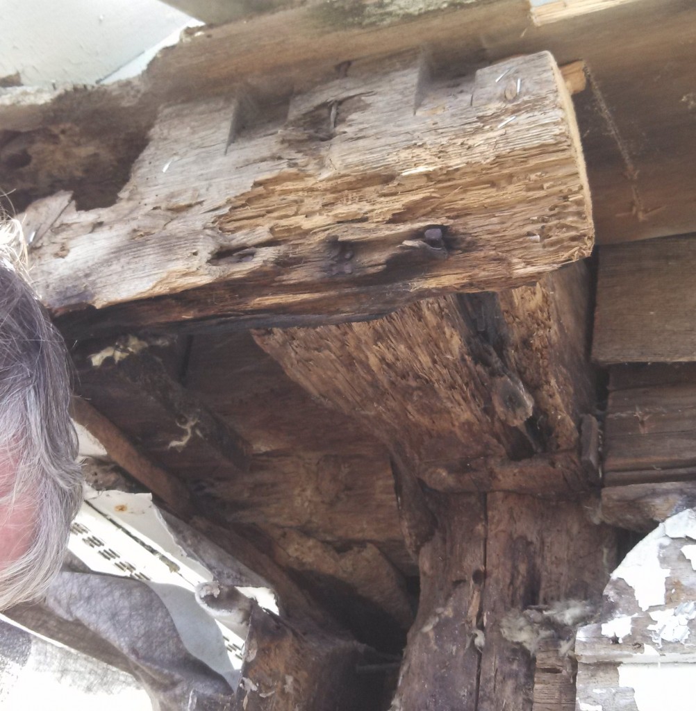 No Worms in this Birdsmouth | Preservation Timber Framing